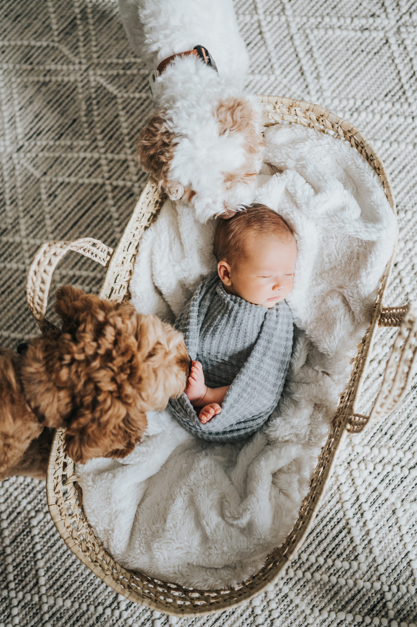 Newborn Photography with Labradoodles in Apex, NC - Worth Capturing ...